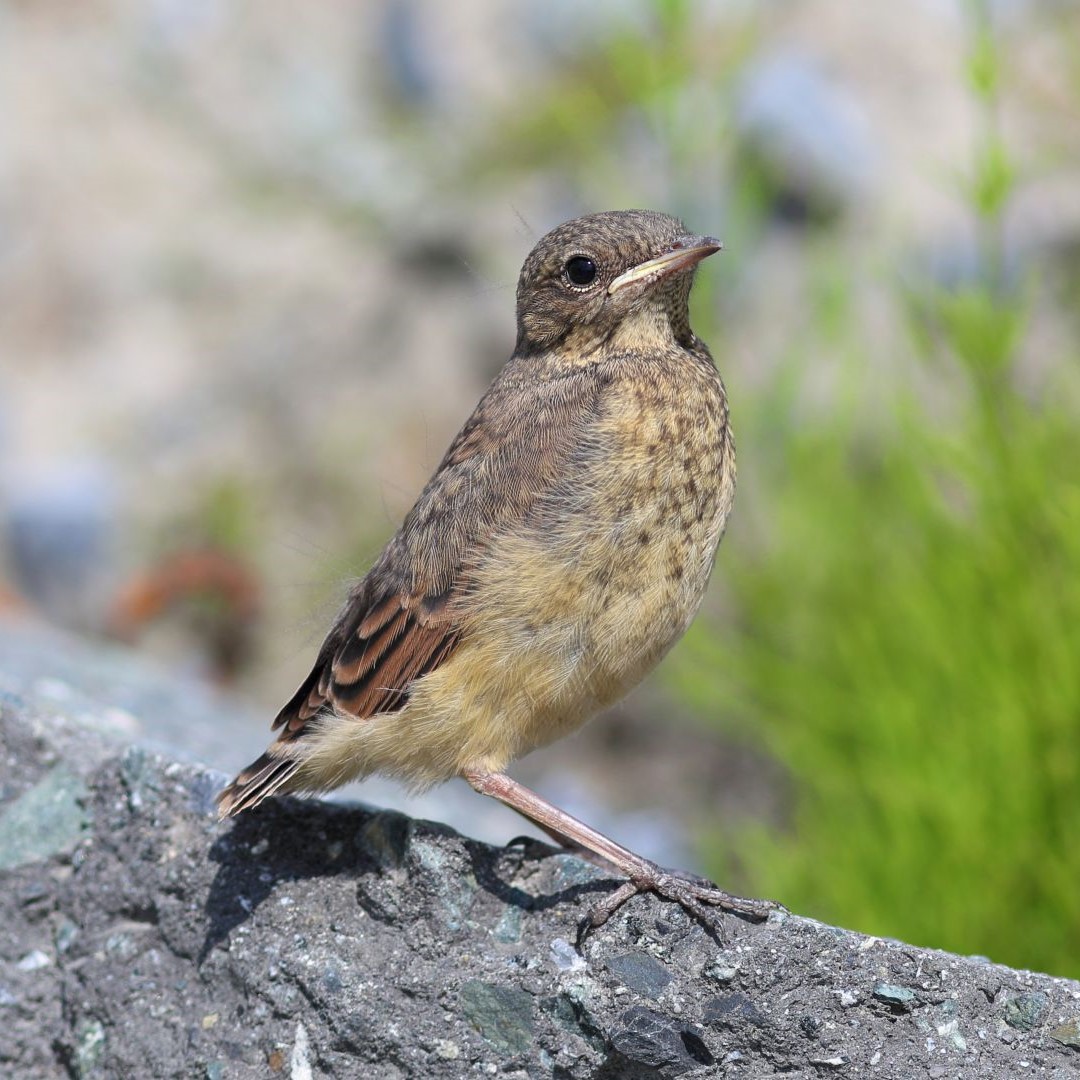 WATER PIPIT (Anthus spinoletta) - songbird factfile